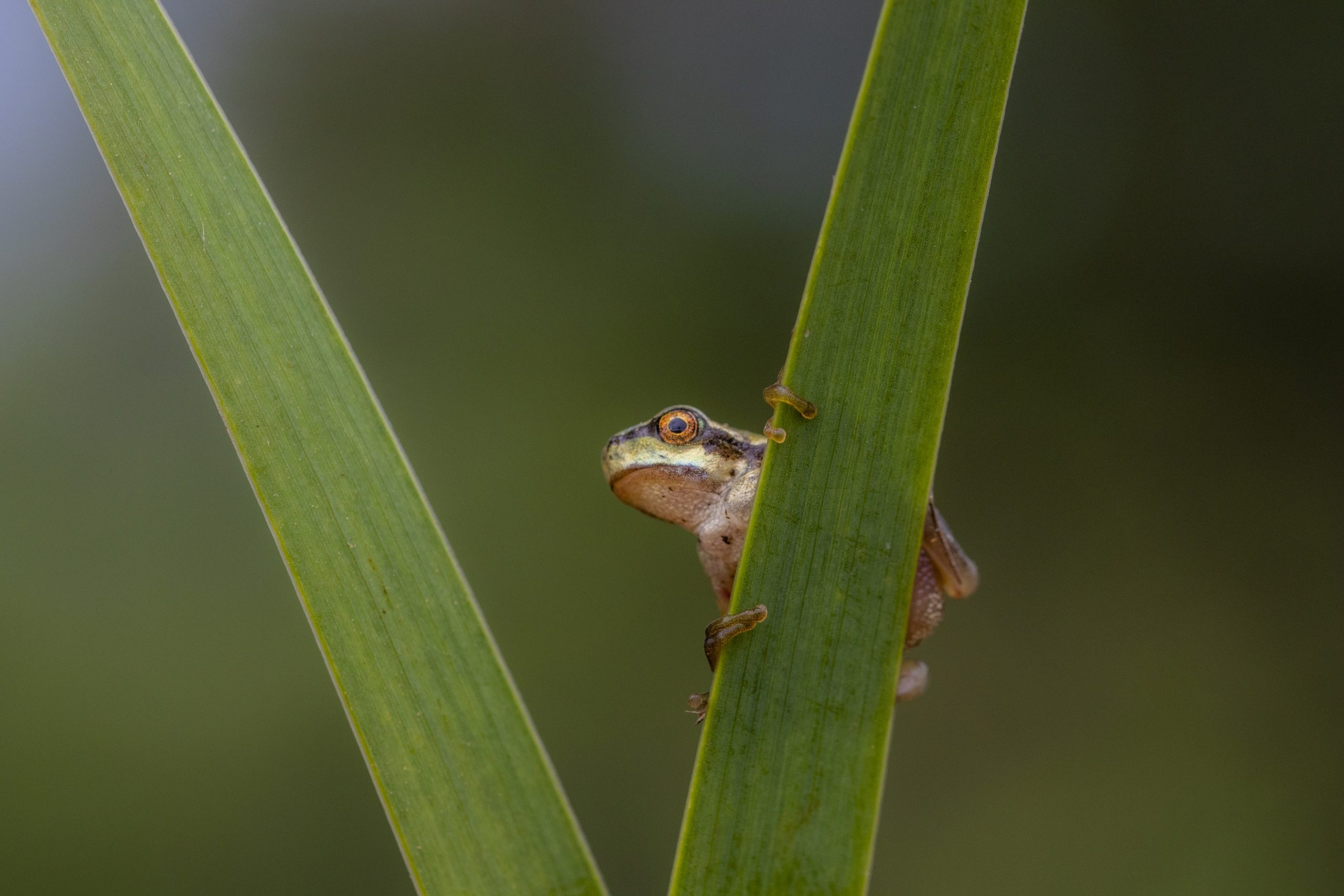 Mustafa SEVİK - Kutup Ayıları Fotoğraf Grubu KAFOG